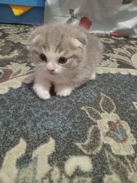 Продам котят весёлаухов