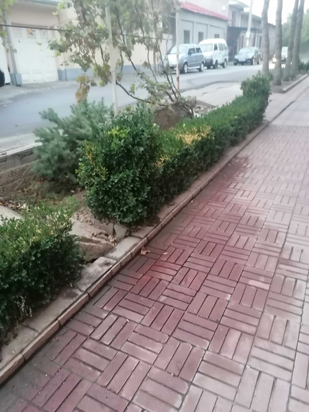 Шамшод кочатлари