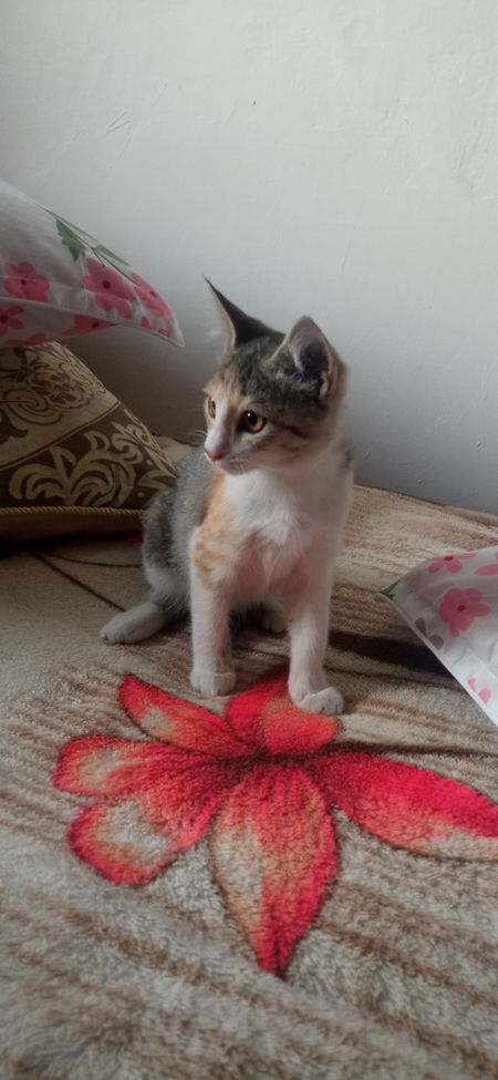 Продам красивых котят