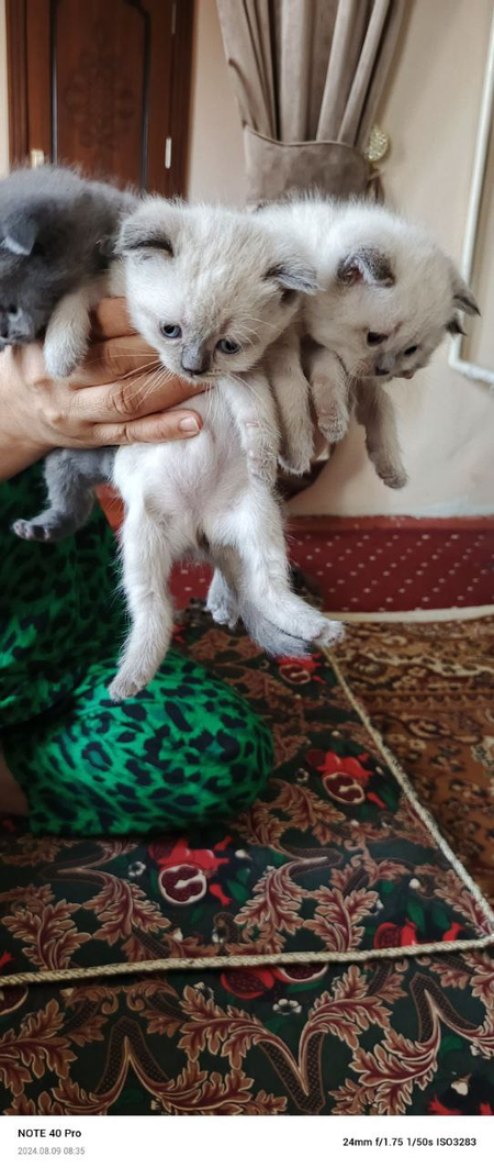 Продаётся котята
