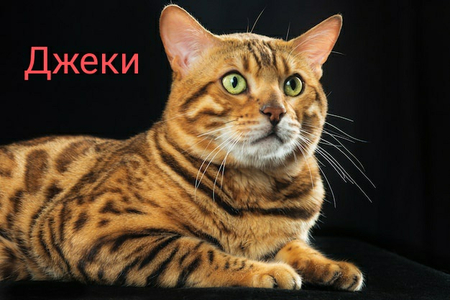Вязка бенгальского кота