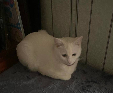 Отдадим кошку в хорошие руки. К лотку приучина