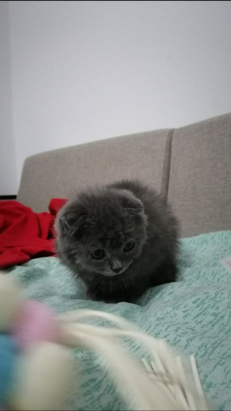 Шотландский фолд девочка мальчик.