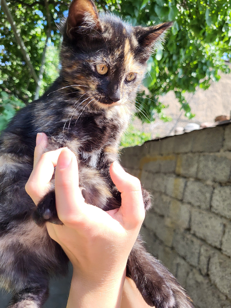 Подарите дом котятам.