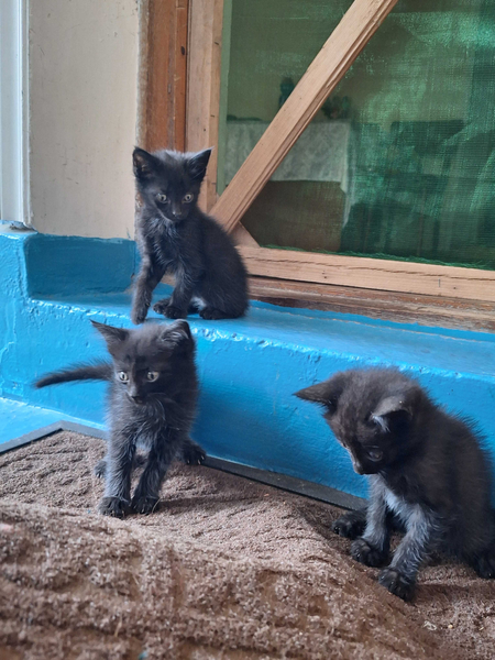 Котята бесплатно
