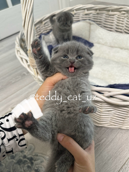 Клубные Тедди Элитте фолдики Чистокровные
