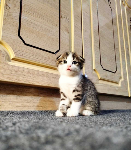 СРОЧНО Продается котенок Скоттиш Фолд