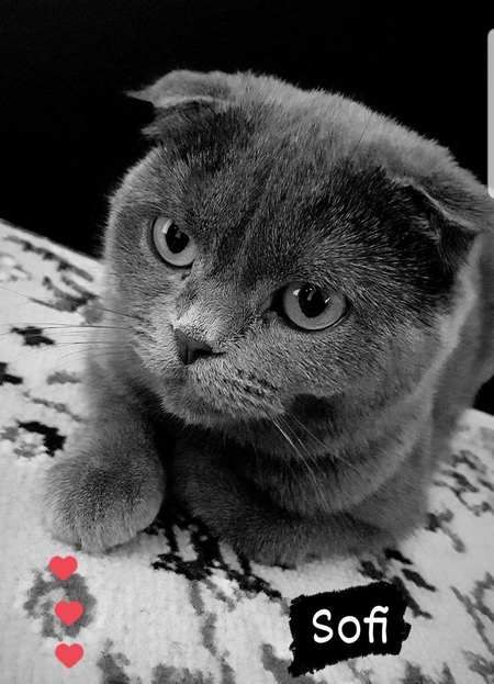 Scottish fold qiz bola 2 mata tug'gan  1 yoshdan oshgan