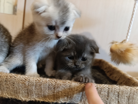 Скоттиш Фолд ( Серебристая Шиншилла)