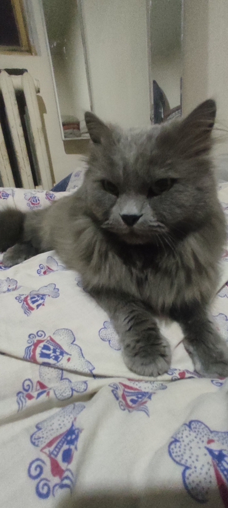 Nibelung mushugi