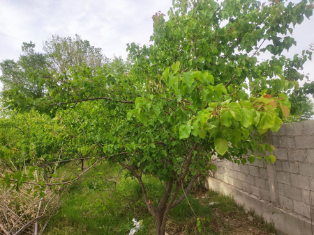 Yer bogʻ sotiladi