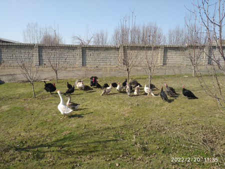 Kurka sotiladi sog‘lom