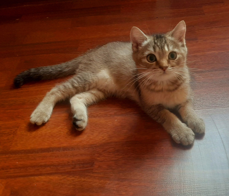 Котёнок не дорого скоттиш фолд в хорошие руки