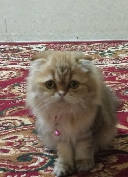 Зотдор мушук сотилади