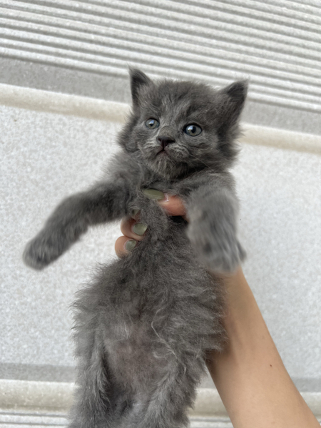 котенок за 150000 сум