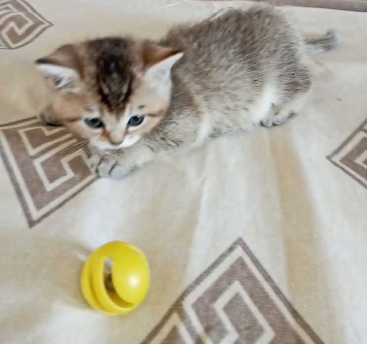 Шиншила девочка 1.5 мес