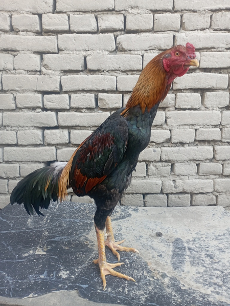 Xurozni tozasi sotiladi