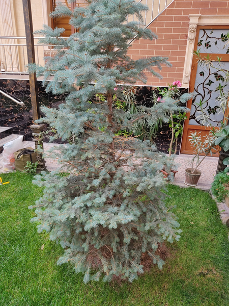Archa kesish dorilash xizmati