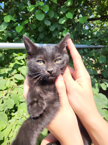 Подарите дом котятам.