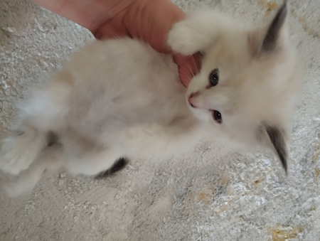 Котята.Mushuk bolasi
