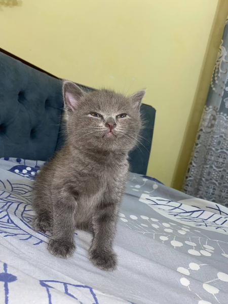 Котёнок британской породы