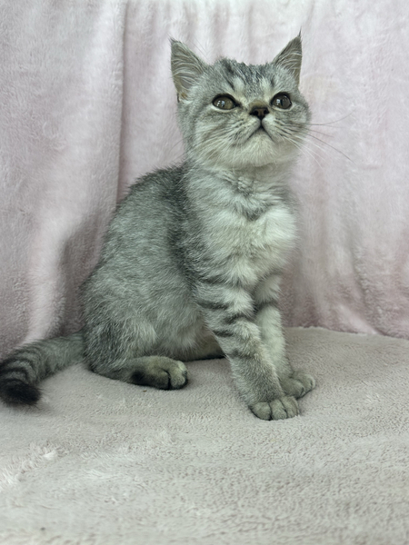 Скоттиш страйт котята