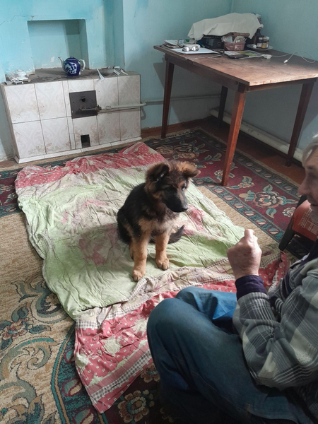 Afcharka nemetiskiy