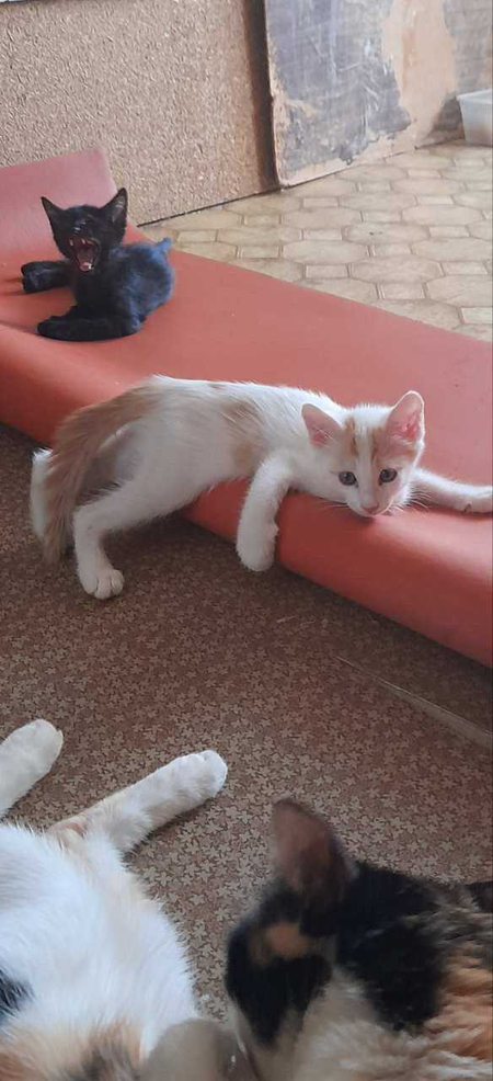 Отдам котят бесплатно