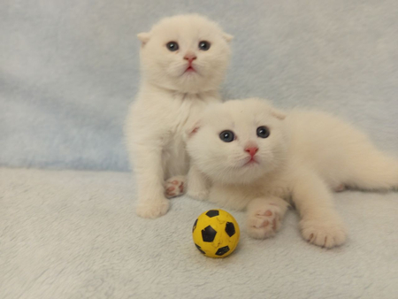 Котёнок/cat/mushuk