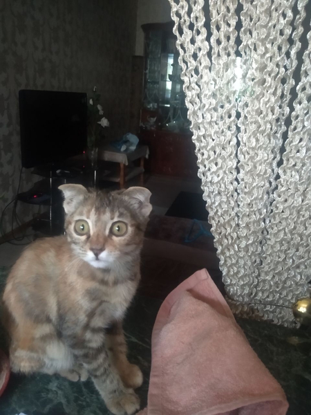 Продаётся котенок мама страйт папа фолд