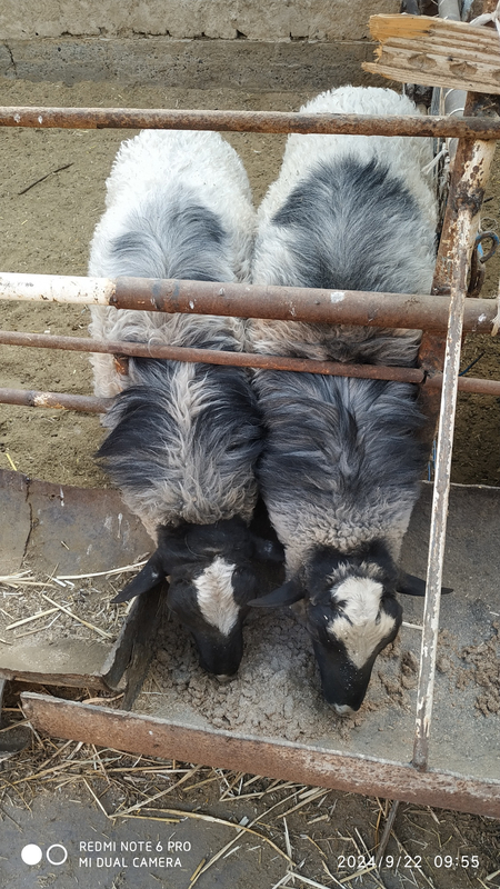 Ramanov qöylar sotiladi yiliga 2tadan 4tagacha bolalaydi