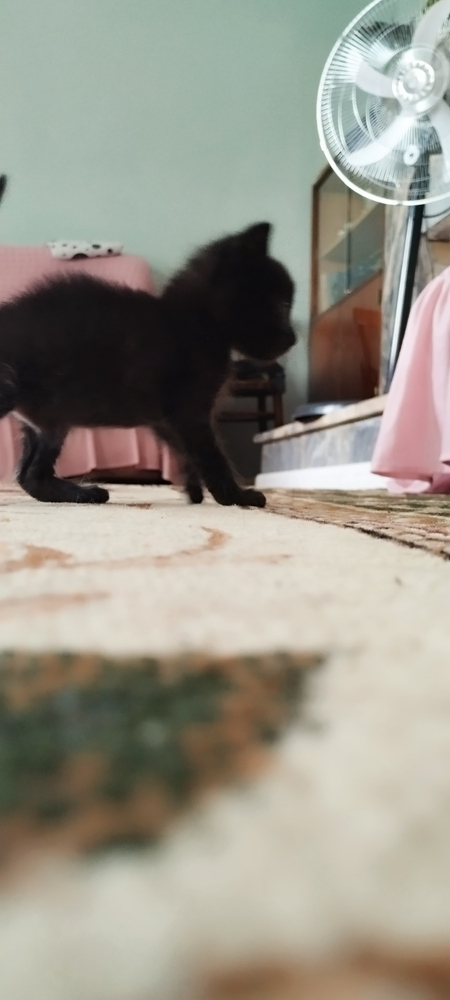 Котята ласковые домашние