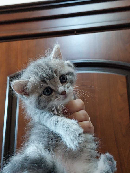 Котята скотиш страйт, скотиш фолд