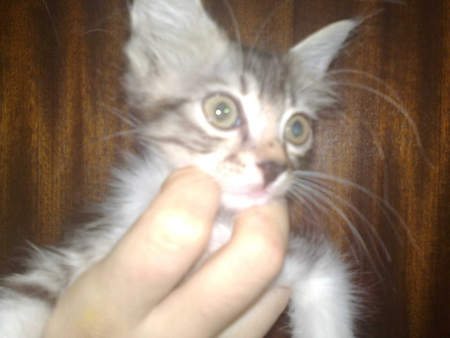 Себирские котята, девочки, 2 месяца.