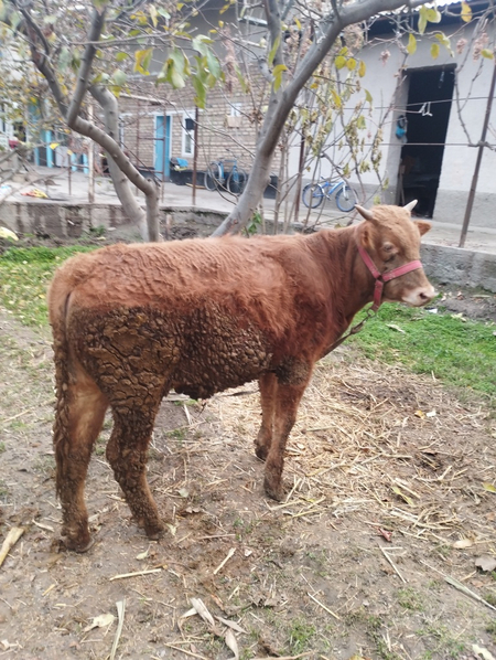 Parodni hukizcha sotiladi srochna yeb ichishi zur aybi yoʻq narxi oldi