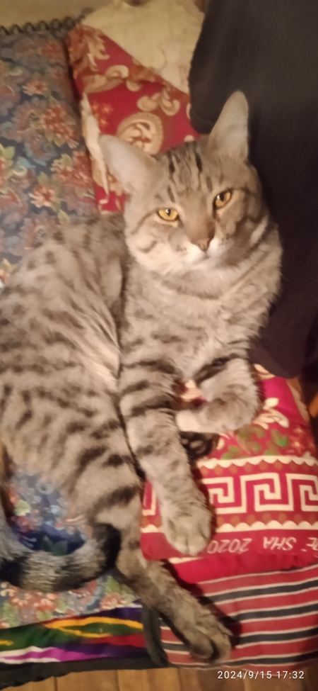 Отдам бесплатно кота и кошку в хоррошие руки