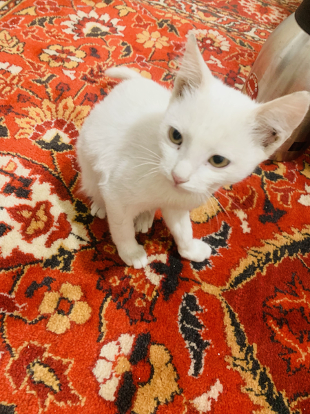 Мылий котики