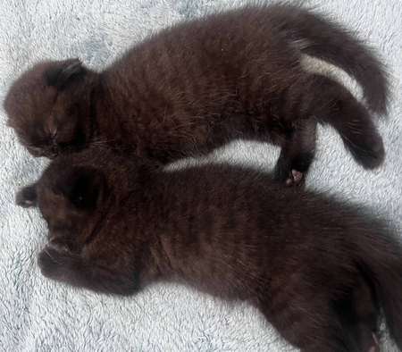 Котята Scottish fold