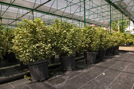 Бересклет японский \\\'Браво\\\' - Euonymus japonicus bravo