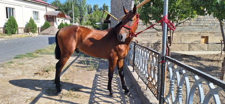 Toy sotiladi 2 yosh toza qora bayir