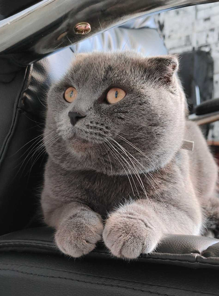 Кот Скоттиш Фолд на Вязку