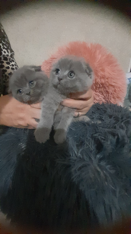 Шотландские скотиш фолд и скотиш страйд