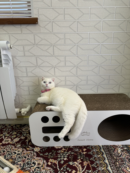 Кот кострированный отдам только в хорошие руки, 100% здоровый