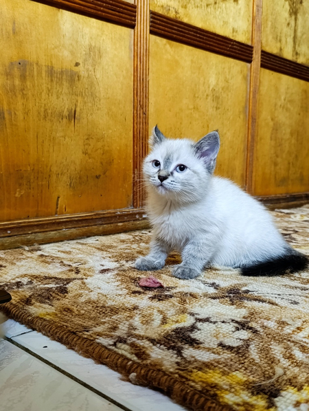 Продается котенок