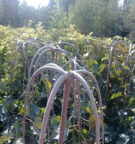 Павлония.сасна. туя можовелник.