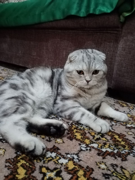 Вязка кошек. Скоттиш фолд мраморный окрас Табби