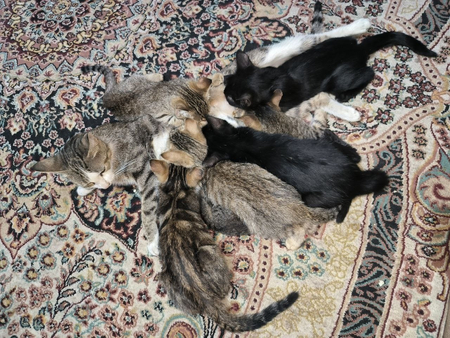 Отдам в хорошие руки котят