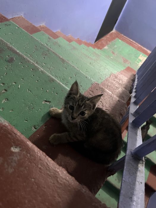 Котята, очень красивые