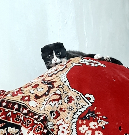 Котенок-подросток Скотиш фолд