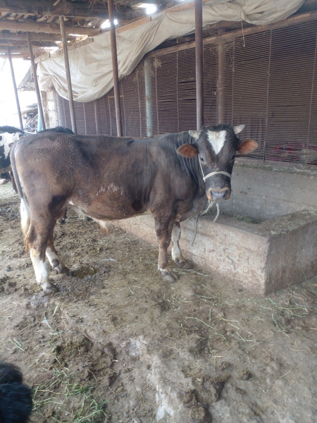 Buqalar sotladi 3ta